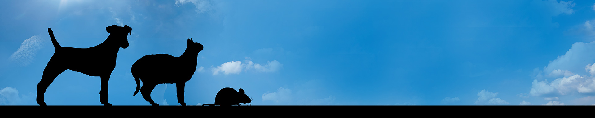 How to Pay - Sky and the Animals